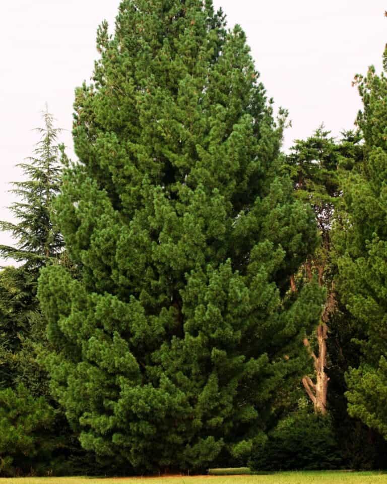 8 Best Natural Privacy Screen Ideas To Deal With Nosy Neighbors