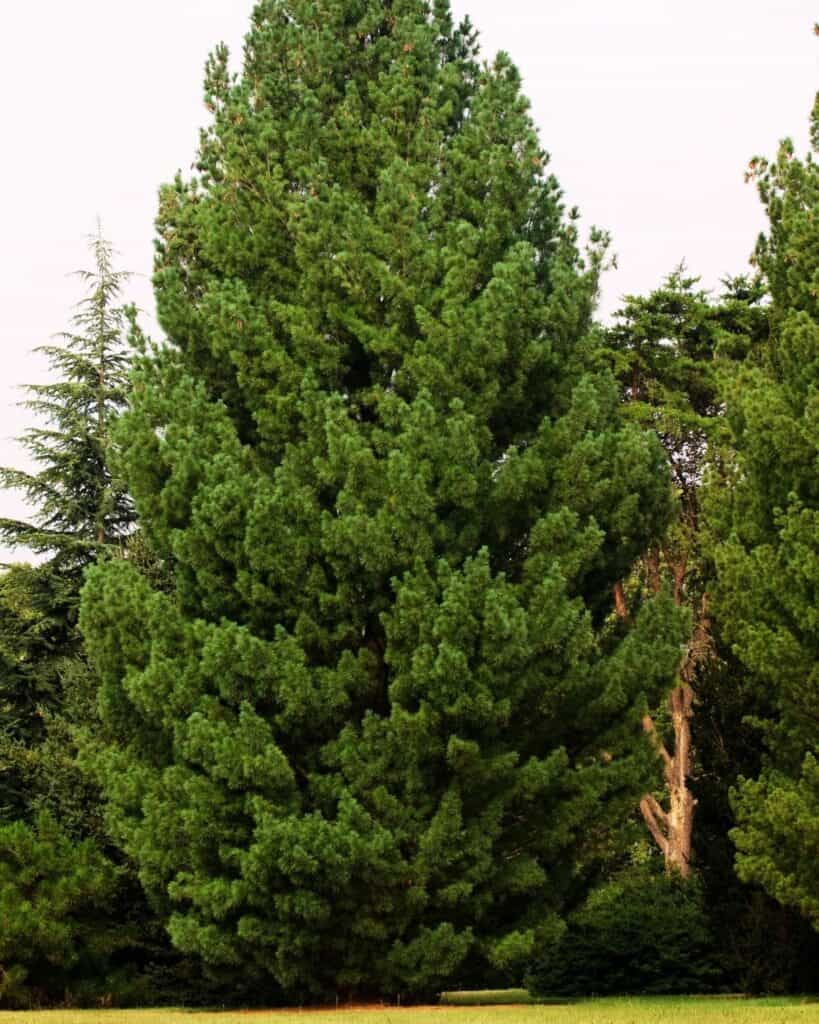 8 Best Natural Privacy Screen Ideas To Deal With Nosy Neighbors