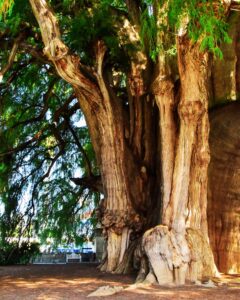 Meet the World's Stoutest Tree - Discovering El Árbol del Tule