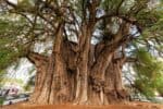 Meet the World's Stoutest Tree - Discovering El Árbol del Tule
