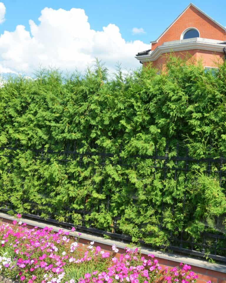 Zone 5 Privacy Hedges That Transform Your Garden into a Private Oasis - Tree Vitalize