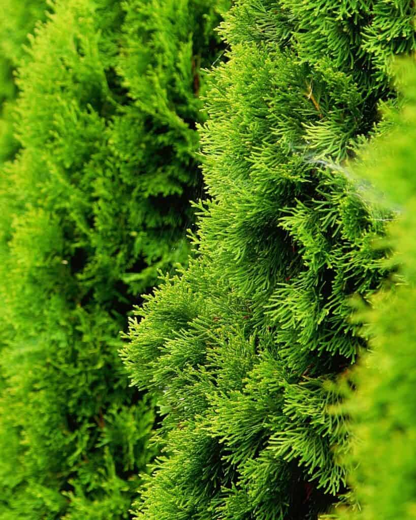 16 Best Privacy Trees to Create a Secluded Oasis Around Your Pool