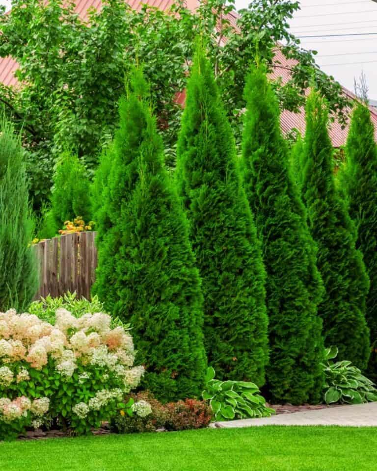 16 Best Privacy Trees to Create a Secluded Oasis Around Your Pool