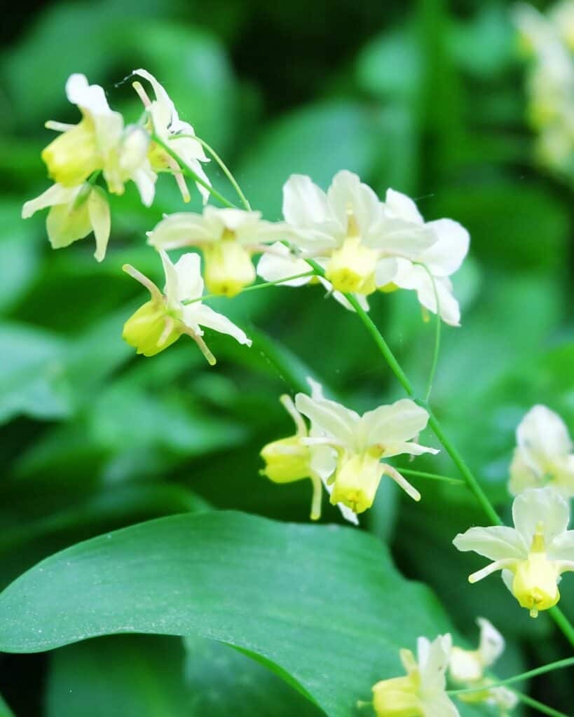20 Best Colorful Flowering Plants for Under Trees