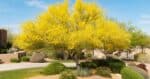 9 USDA Zone 9 Shade Trees (Add Coolness to Your Home & Yard)