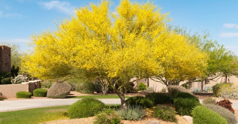 6 USDA Zone 6 Shade Trees to Plant Today
