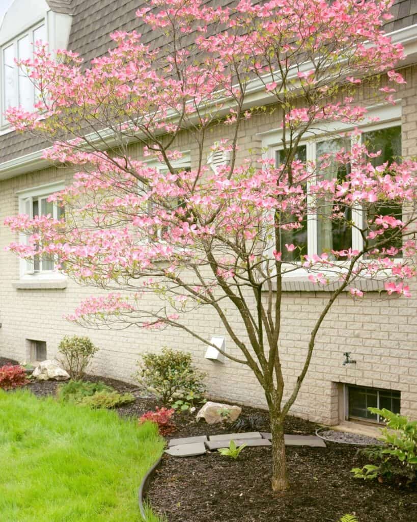 33 Small Trees & Shrubs For The Front Of Your House (Make A Lasting ...