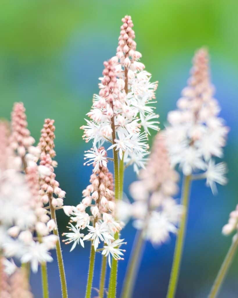 11 Perfect Companion Plants to Pair With Hostas