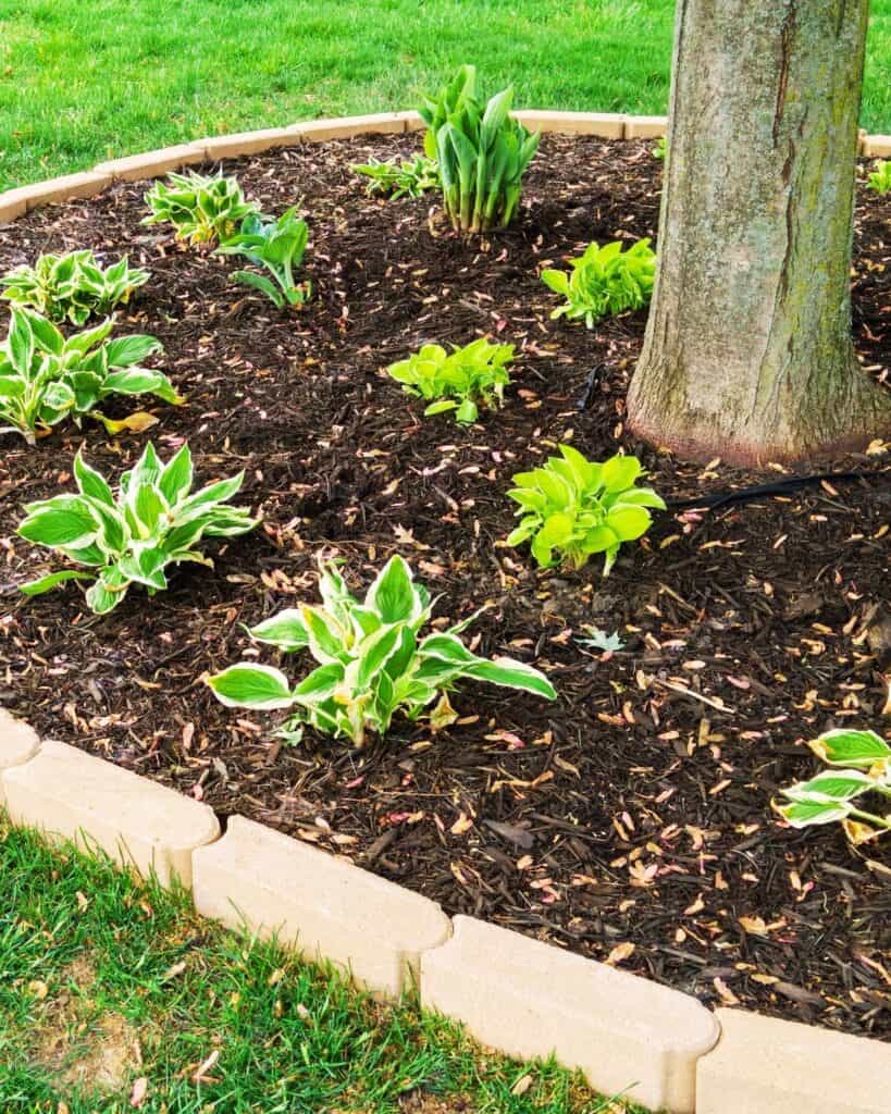 21 Best Evergreen Plants for Under Trees To Create A Lush Oasis