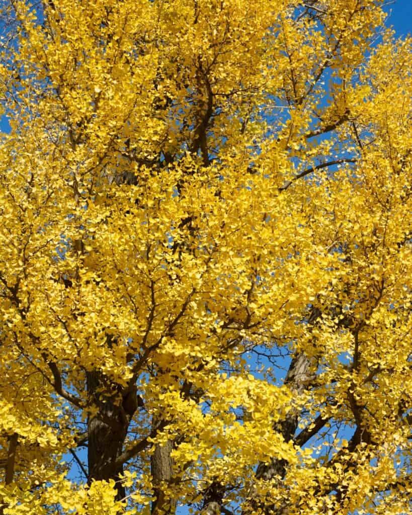 13 Most Eye-Catching Trees For Fall Foliage (Simply Stunning)
