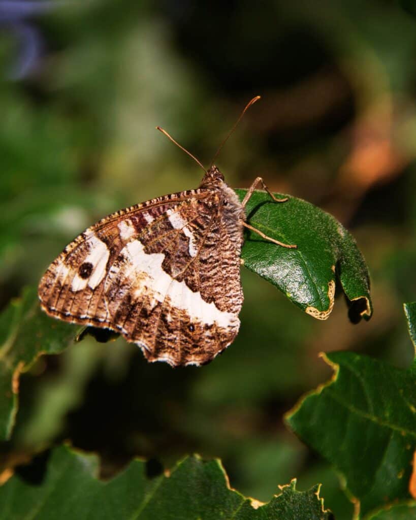 12 Enchanting Trees That Attract & Nourish Butterflies in Your Garden