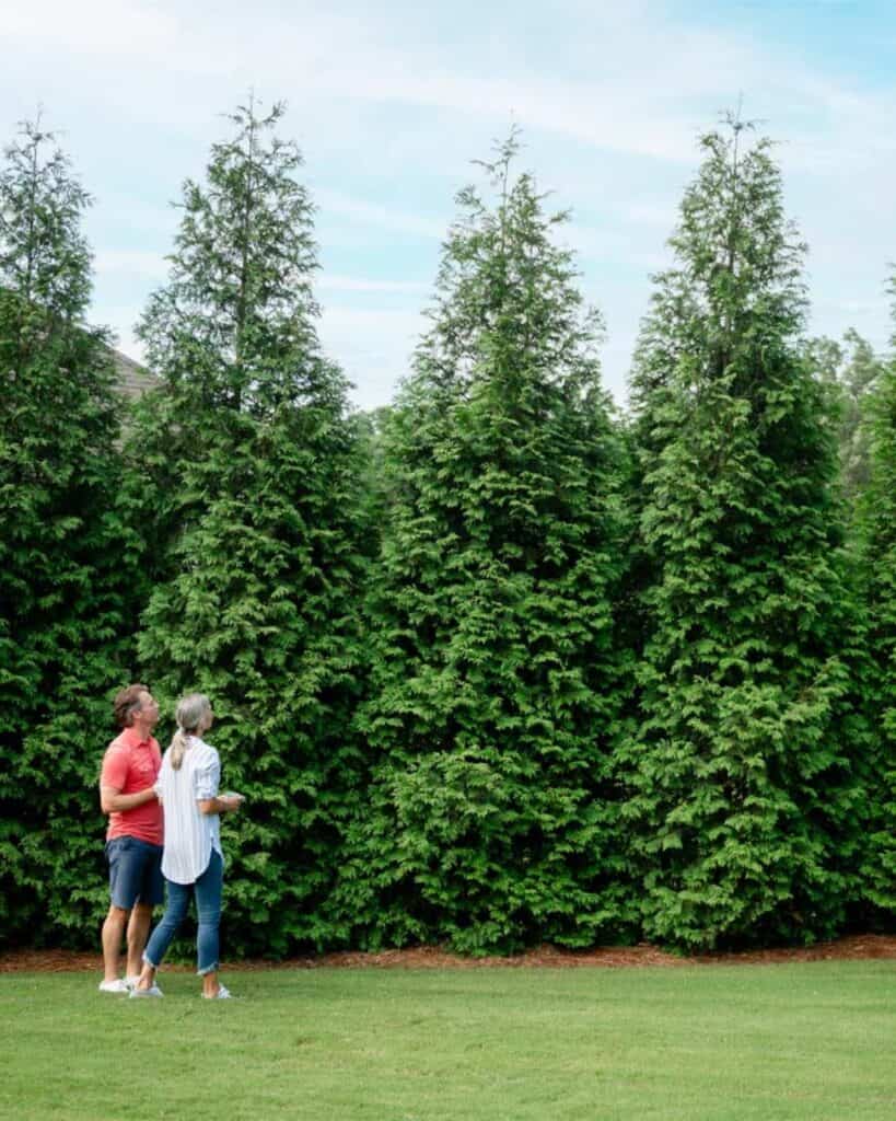 Zone 5 Privacy Hedges That Transform Your Garden into a Private Oasis ...