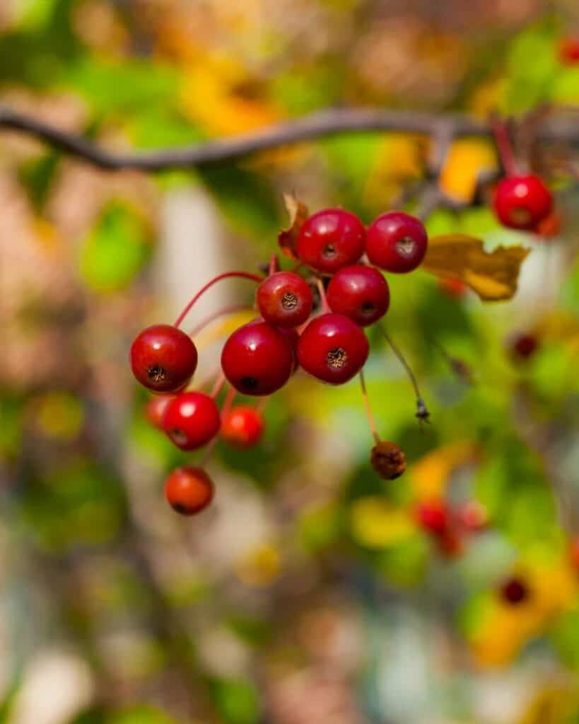 34 Fast-Growing Shade Trees That Will Create a Shady Oasis in Record Time