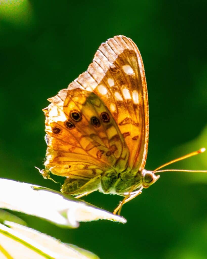 12 Enchanting Trees That Attract & Nourish Butterflies in Your Garden