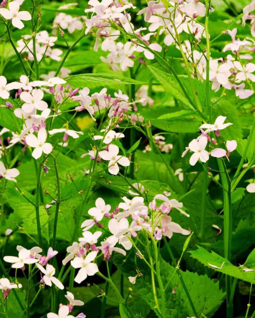 What To Plant Under Magnolia Trees? - 16 Plant Ideas for Landscaping ...