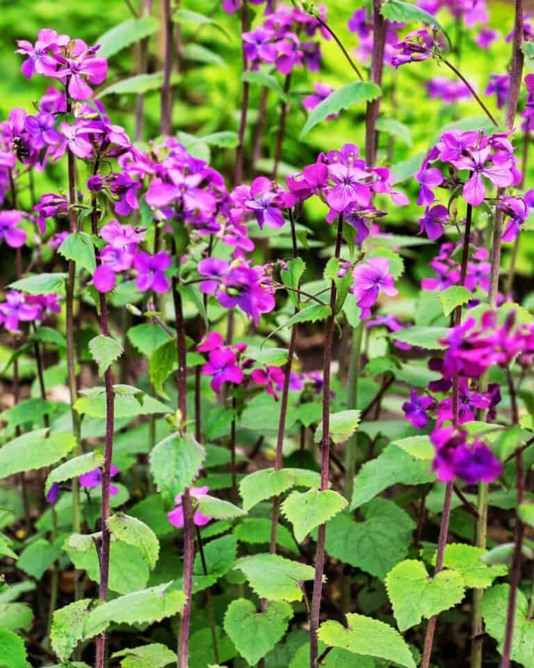 What To Plant Under Magnolia Trees? - 16 Plant Ideas for Landscaping ...