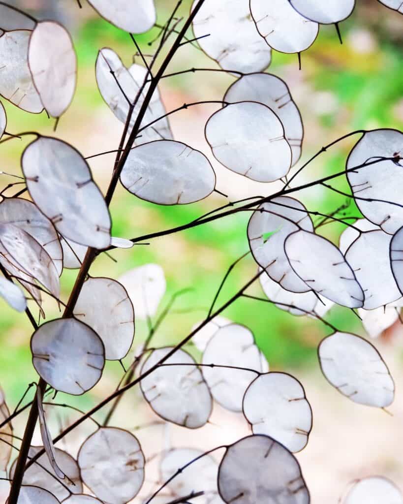 What To Plant Under Magnolia Trees? - 16 Plant Ideas for Landscaping ...