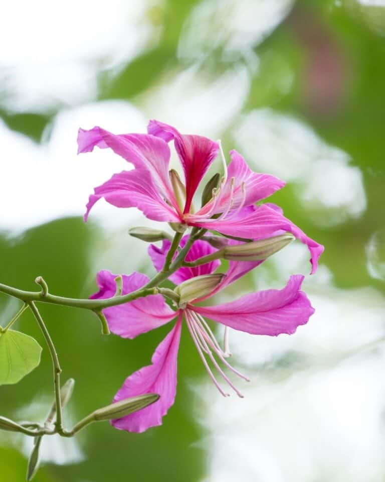34 Long-Blooming Trees & Shrubs for Endless Color in Your Garden