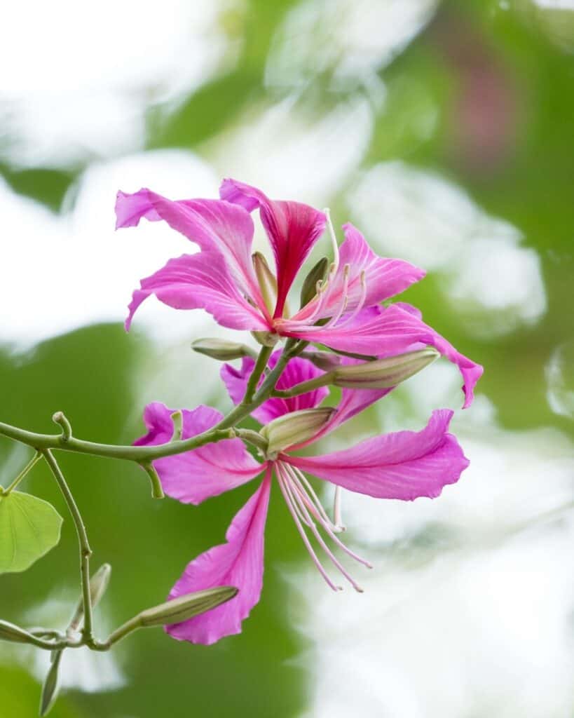 34 Long-Blooming Trees & Shrubs for Endless Color in Your Garden