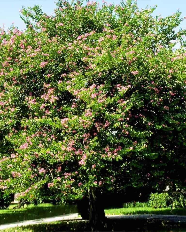 34 Long-Blooming Trees & Shrubs for Endless Color in Your Garden