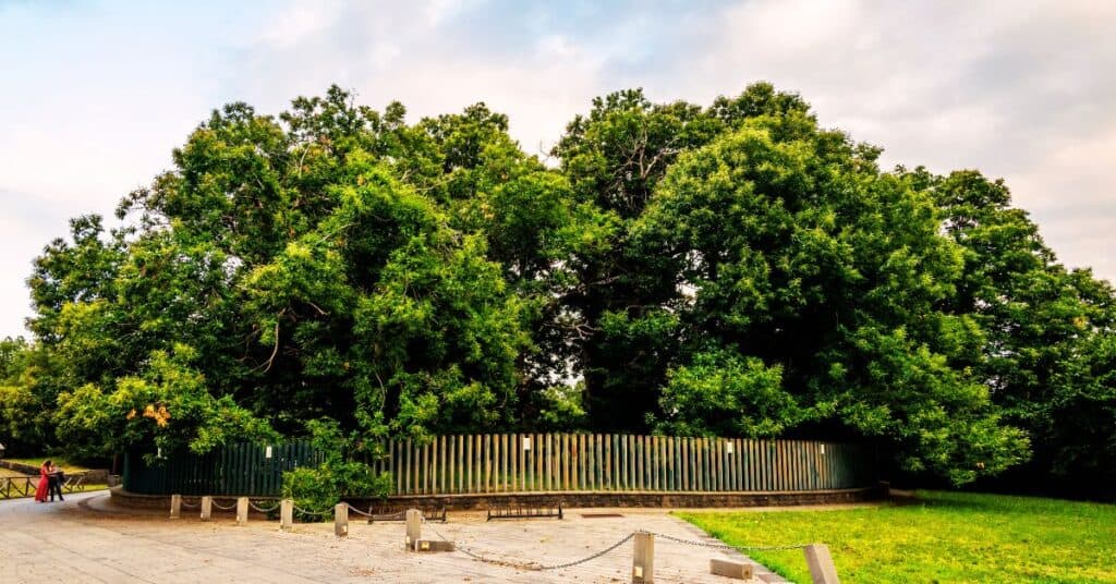 The Tree of Ténéré – The Unfortunate End of the World’s Loneliest Tree