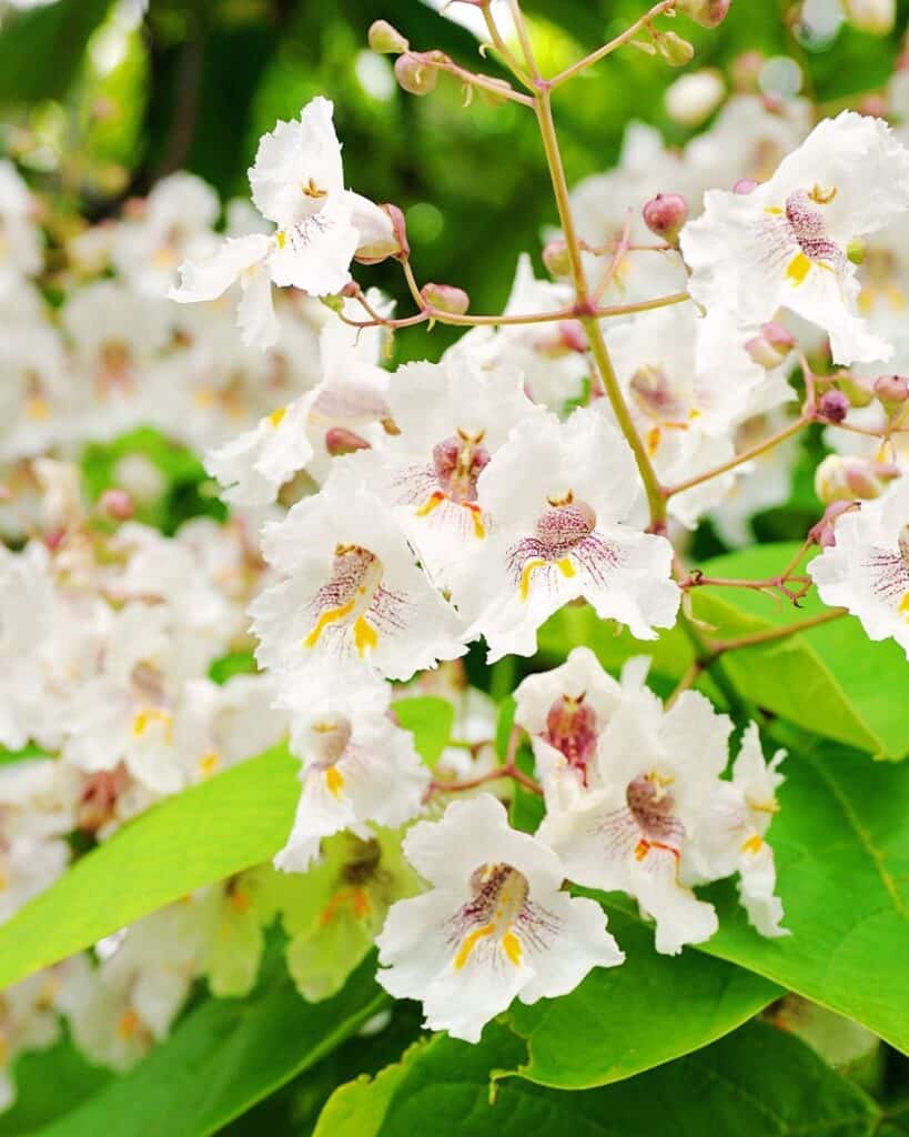 24 Stunning Ornamental Flowering Trees For Illinois