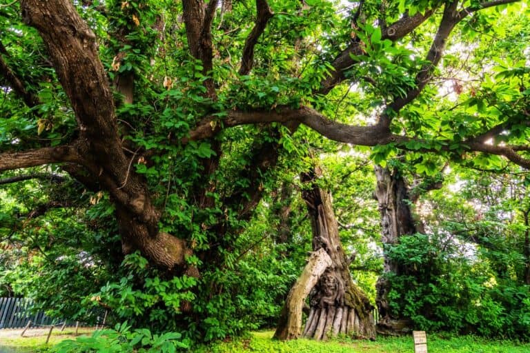 Sheltering Knights - The Legend of Sicily’s Hundred-Horse Chestnut Tree