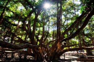 Emerging from the Embers, How the Lahaina Banyan Tree is Overcoming ...
