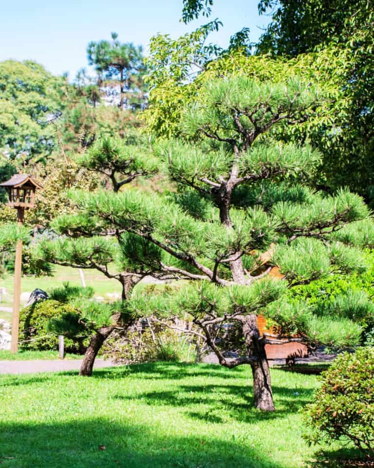 Create Zen in Your Backyard With the Best Shrubs & Trees for a Japanese ...