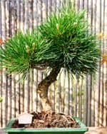 Create Zen in Your Backyard With the Best Shrubs & Trees for a Japanese ...