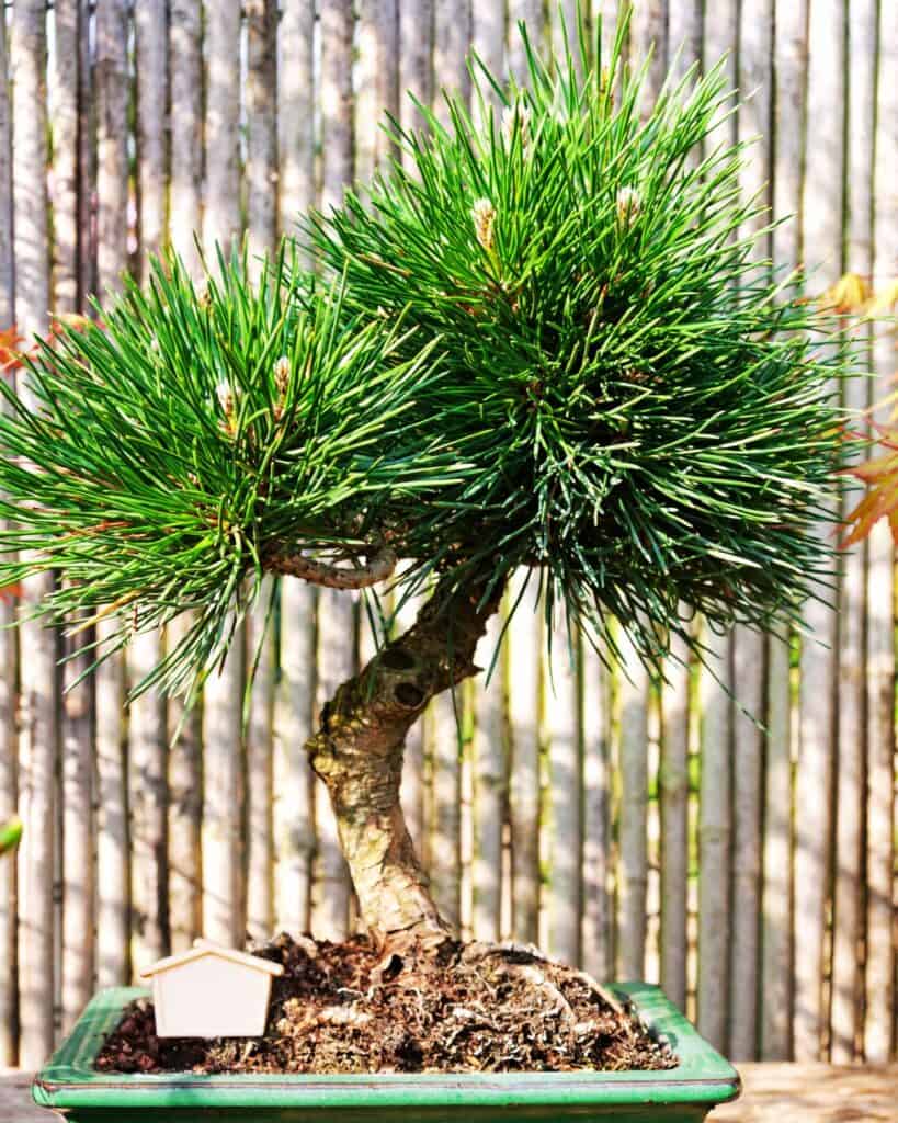 Create Zen in Your Backyard With the Best Shrubs & Trees for a Japanese ...