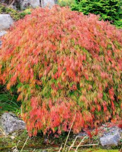 13 Small Trees With Non-Invasive Roots for Courtyards & Backyards