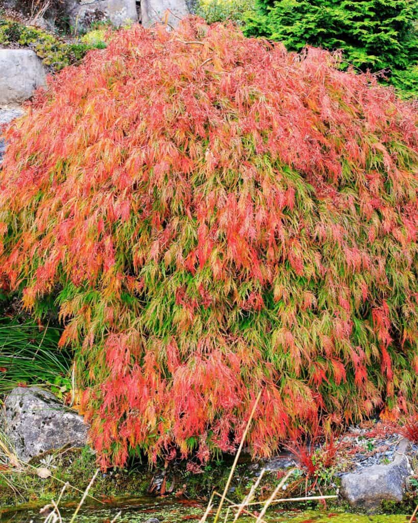 13 Small Trees With Non-Invasive Roots for Courtyards & Backyards