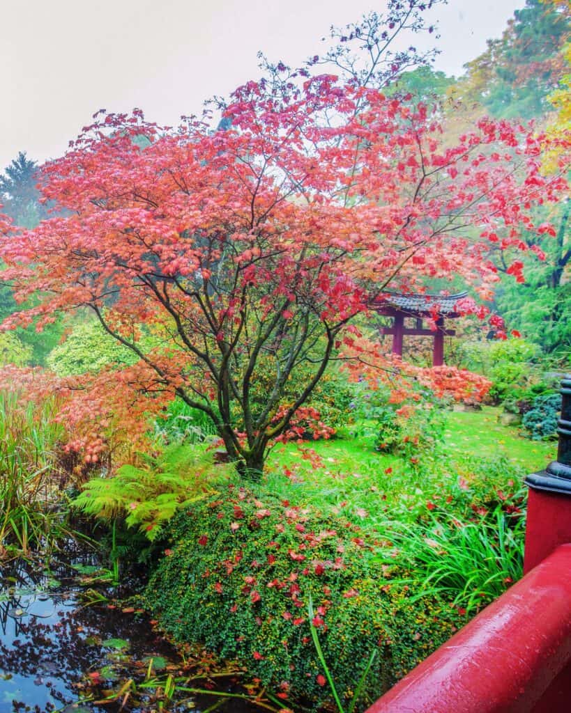 13 Small Trees With Non-Invasive Roots for Courtyards & Backyards