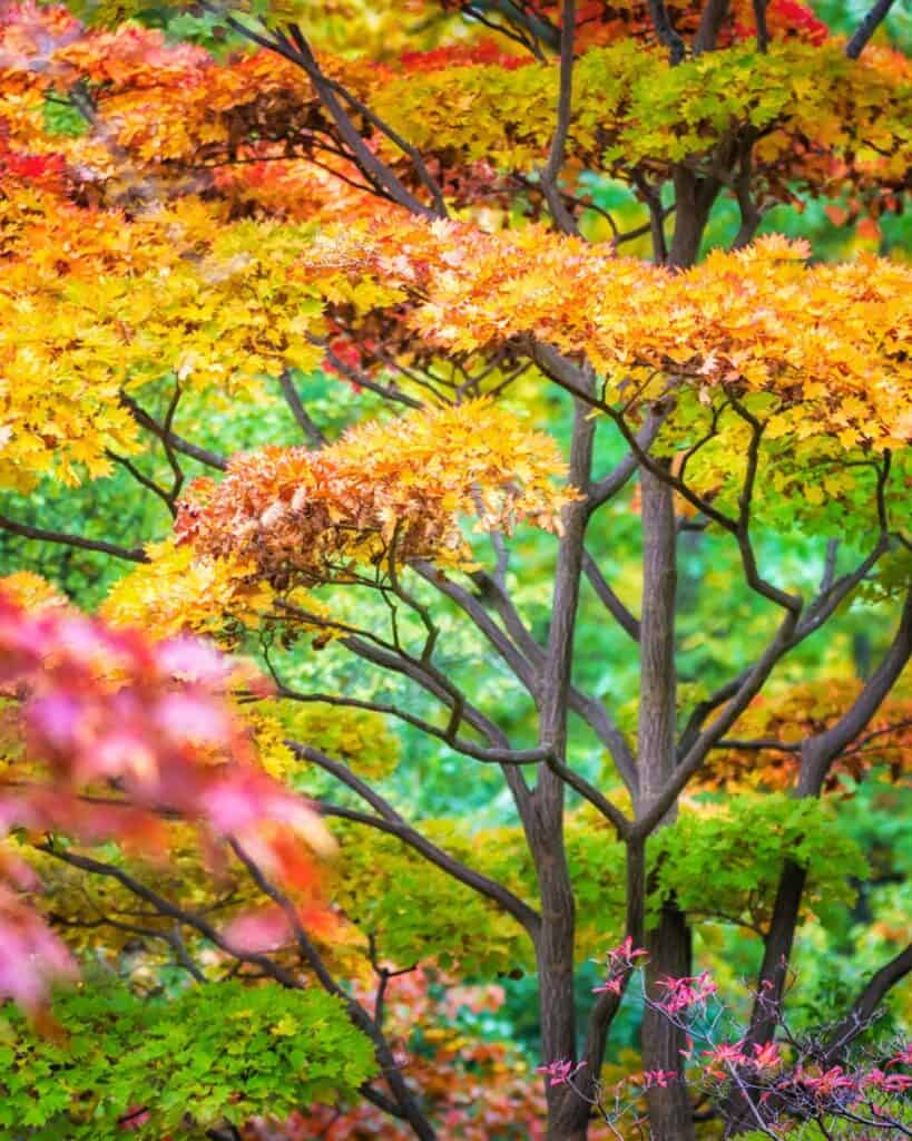 Create Zen in Your Backyard With the Best Shrubs & Trees for a Japanese ...