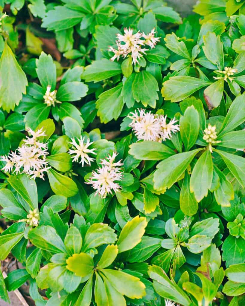 16 Under Spruce Tree Landscaping Ideas (Ground Cover & Plants)