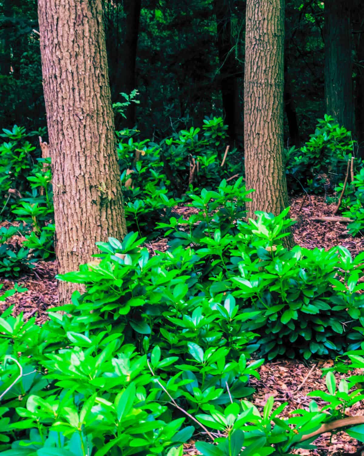 21 Best Evergreen Plants for Under Trees To Create A Lush Oasis