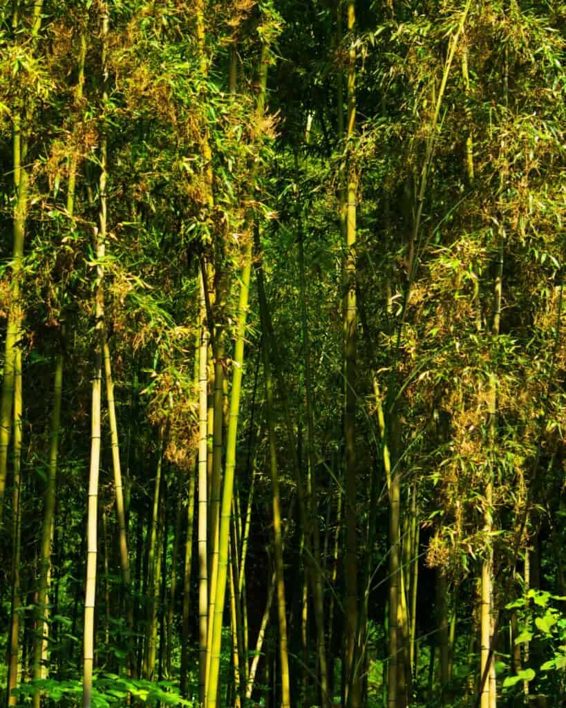 Create Zen in Your Backyard With the Best Shrubs & Trees for a Japanese ...