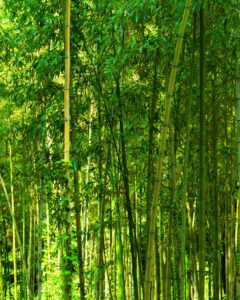 Create Zen in Your Backyard With the Best Shrubs & Trees for a Japanese ...