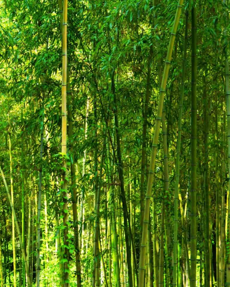 Create Zen in Your Backyard With the Best Shrubs & Trees for a Japanese ...