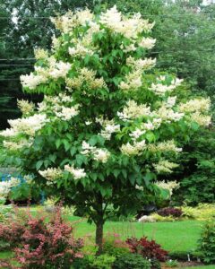 13 Small Trees With Non-Invasive Roots for Courtyards & Backyards