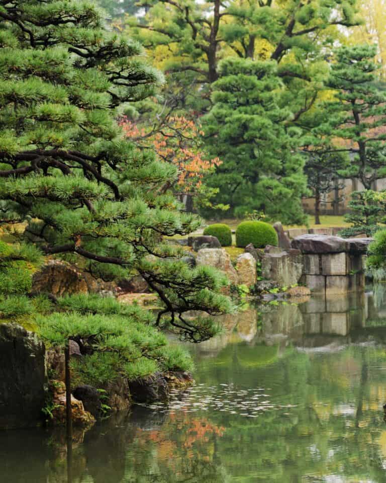 Create Zen in Your Backyard With the Best Shrubs & Trees for a Japanese ...