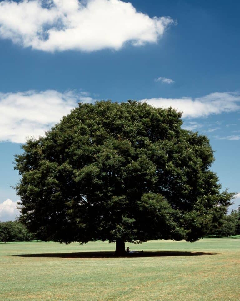 34 Fast-Growing Shade Trees That Will Create a Shady Oasis in Record Time