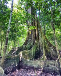 How 'The Great Kapok Tree' Became a Symbol of Hope for Rainforest ...
