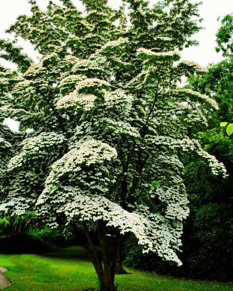 13 Small Trees With Non-Invasive Roots for Courtyards & Backyards