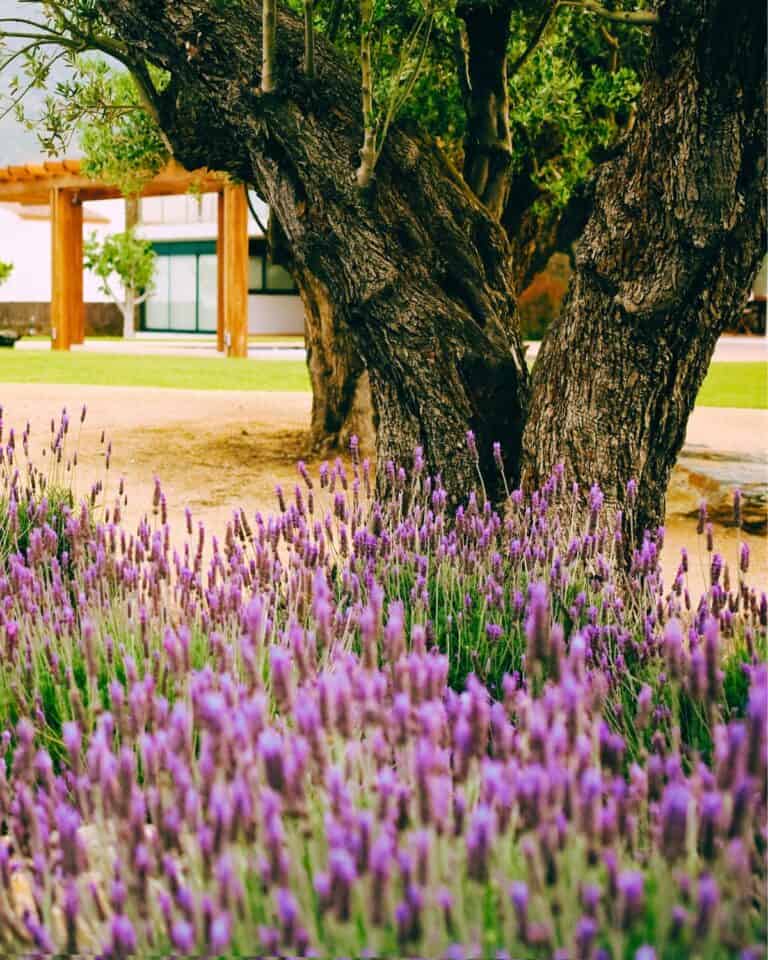25 Best Companion Plants for Under Citrus Trees