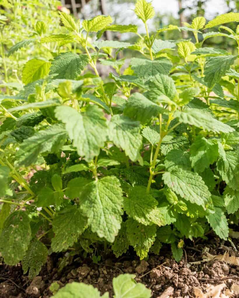 25 Best Companion Plants for Under Citrus Trees