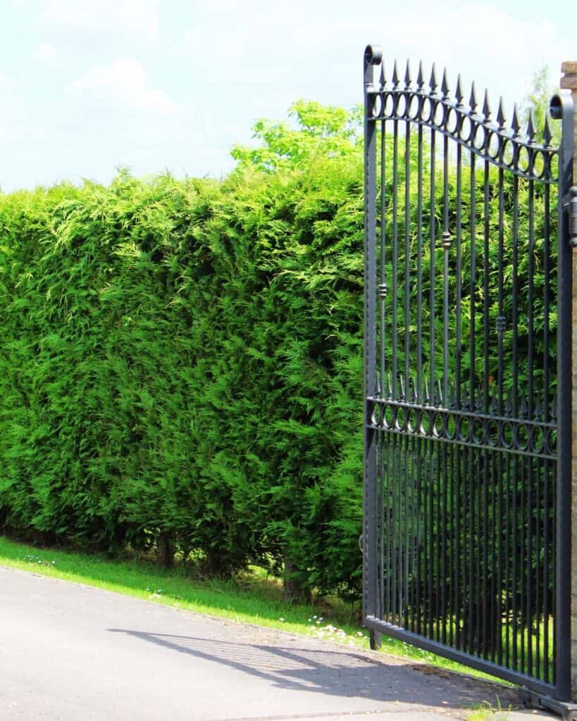 Best Fast Growing Trees & Shrubs For Creating a Privacy Hedge