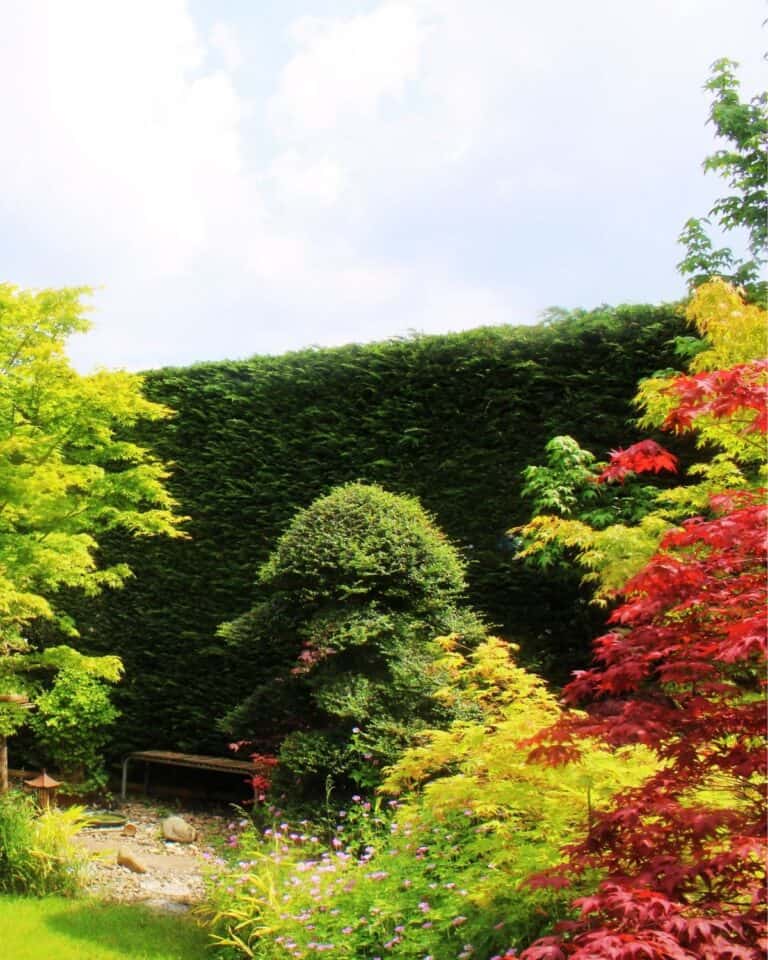 16 Best Privacy Trees to Create a Secluded Oasis Around Your Pool