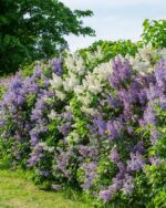 9 Best Privacy Hedges for Zone 6 to Turn Your Garden into a Hidden Oasis